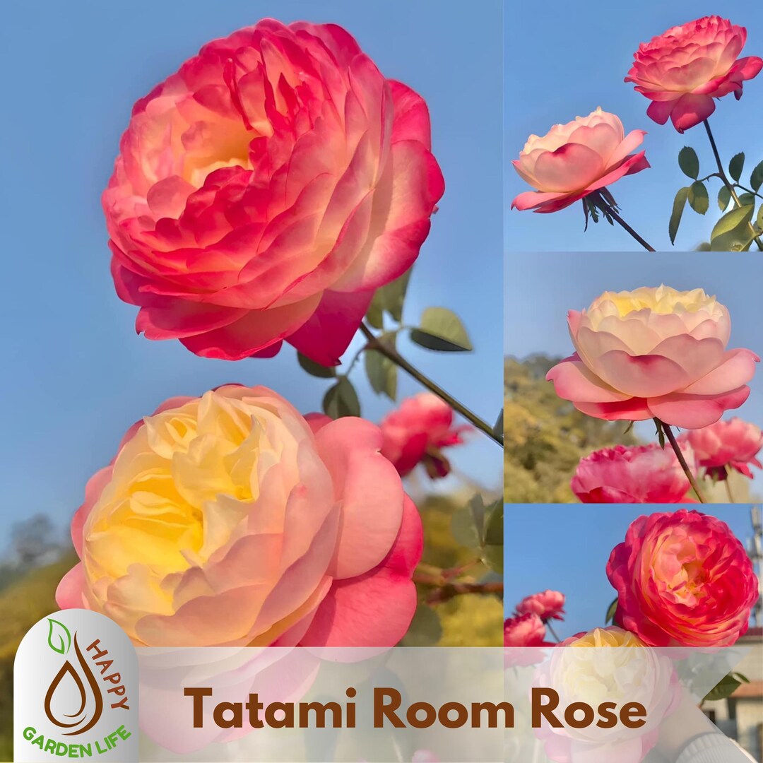 15+ Seeds| Tatami Room Rose Seeds - Flower Garden - Cold Resistant ...