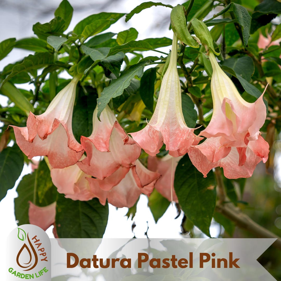13 Seeds| Pink Angels Datura Seeds - Flowering - Cold Sensitive - Angel ...