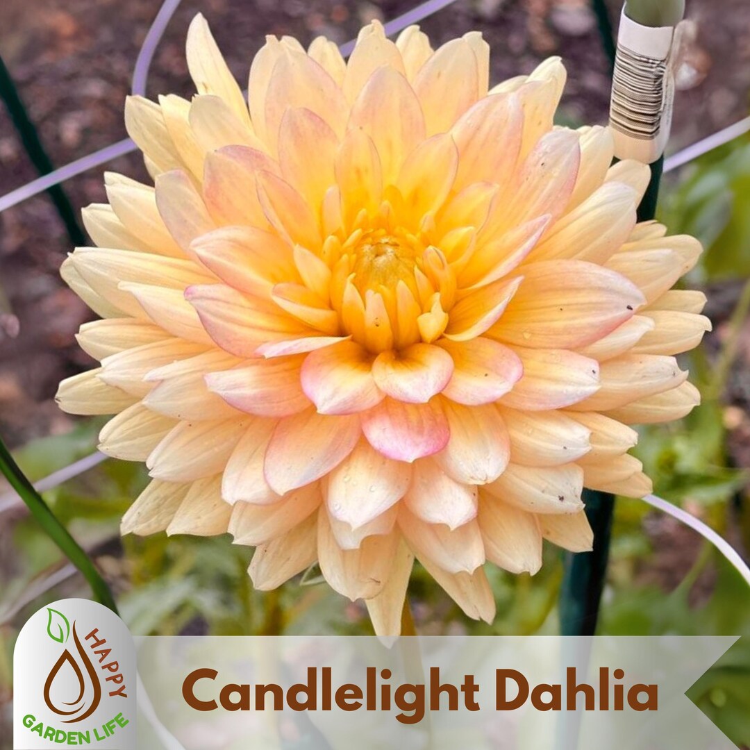20+ Seeds| Candlelight Dahlia Seeds - Perennial - Flowering - Hybrid ...