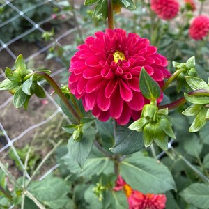 20+ Seeds| Mingus Alex Dahlia Seeds - Perennial - Flowering - Hybrid ...