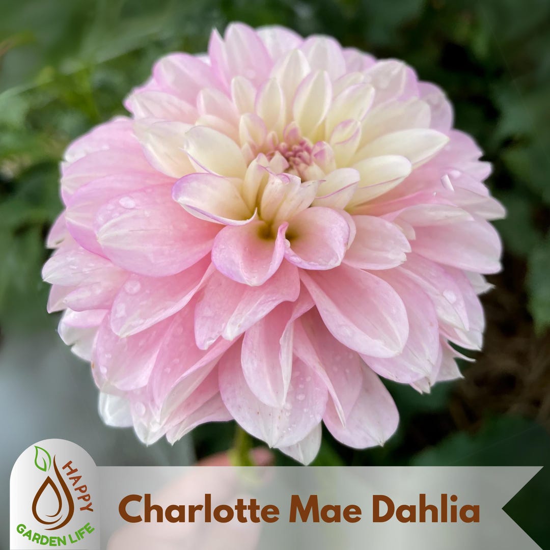 20+ Seeds| Charlotte Mae Dahlia Seeds - Perennial - Flowering - Hybrid ...
