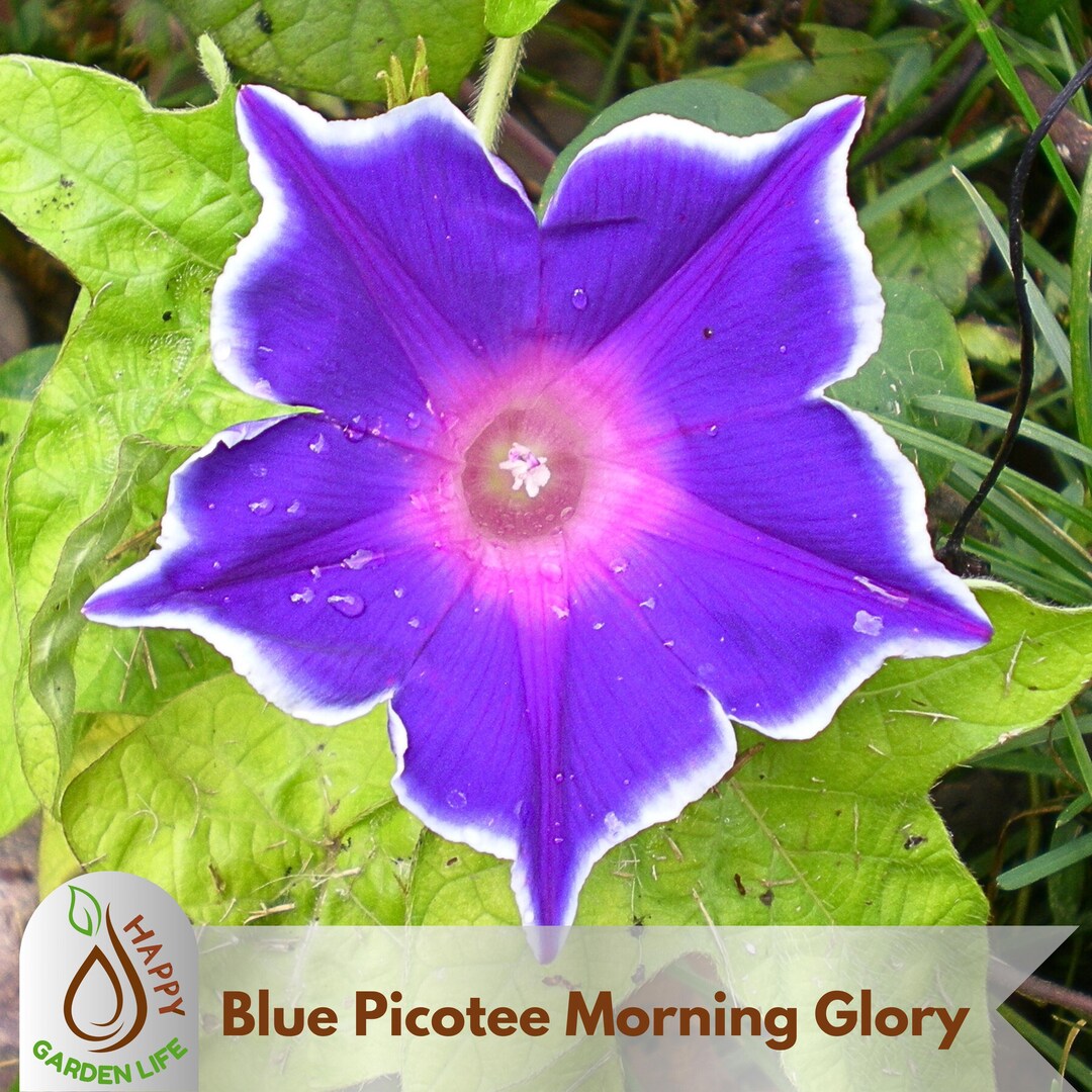 15+ Seeds| Blue Picotee Morning Glory Seeds - Flower Seeds – Fast ...