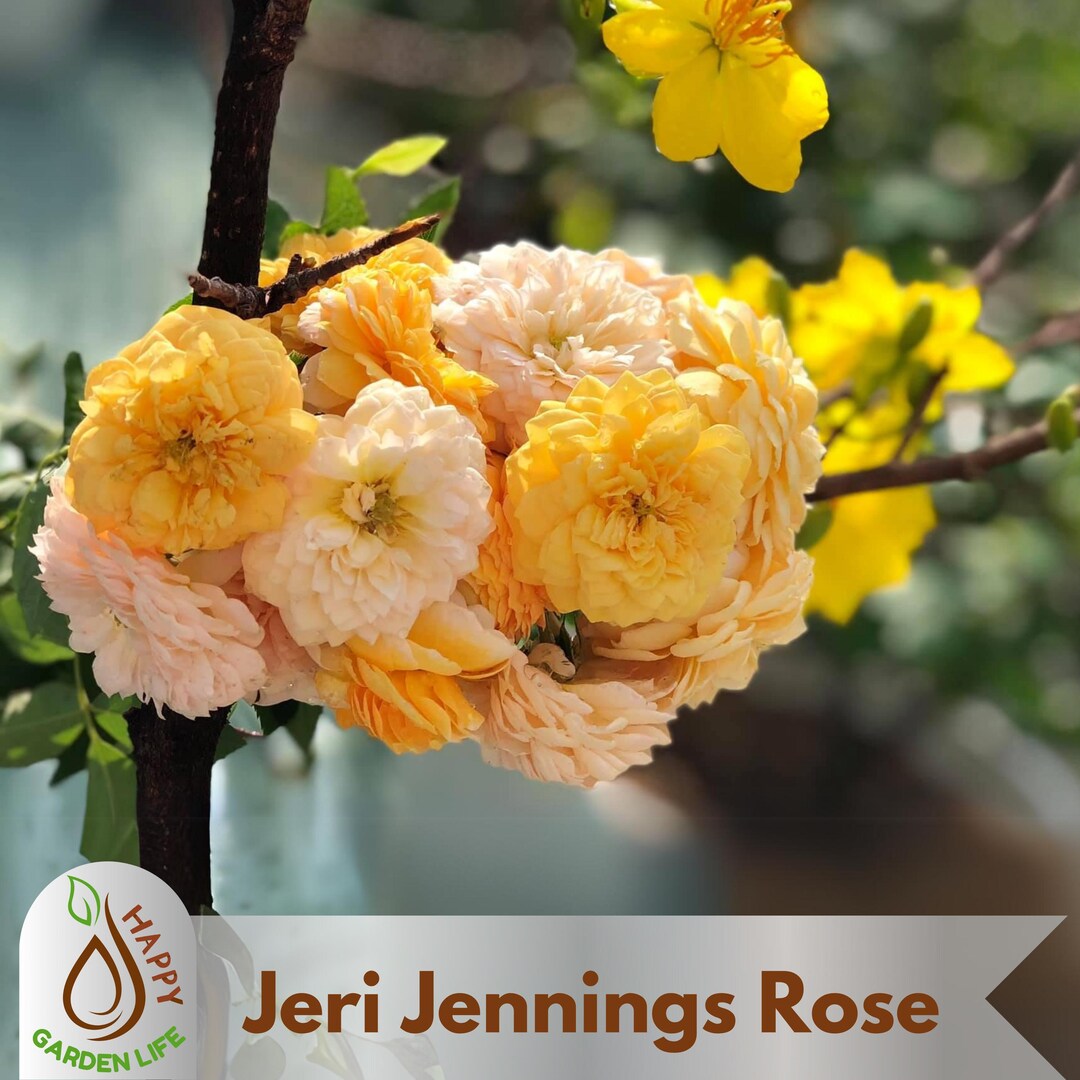15+ Seeds| Jeri Jennings Rose Seeds - Flower Garden - Cold Resistant ...