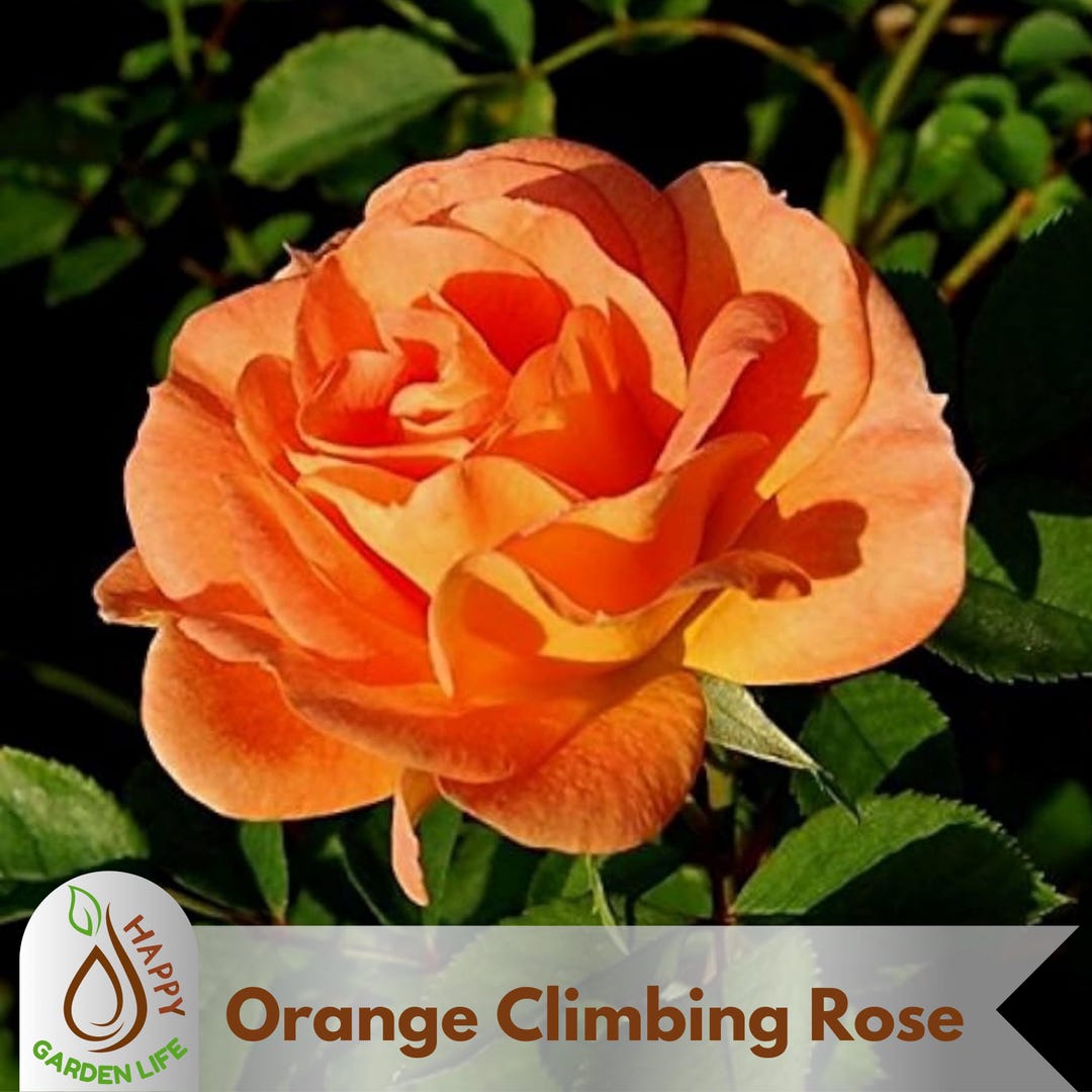 15+ Seeds| Orange Climbing Rose Seeds - Flower Garden - Cold Resistant ...