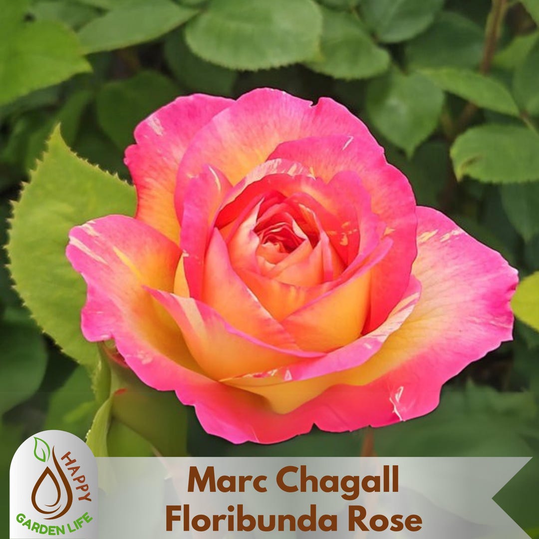 15+ Seeds| Marc Chagall Floribunda Rose Seeds - Flower - Cold Resistant ...