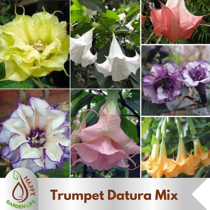 Devils Trumpet - Etsy