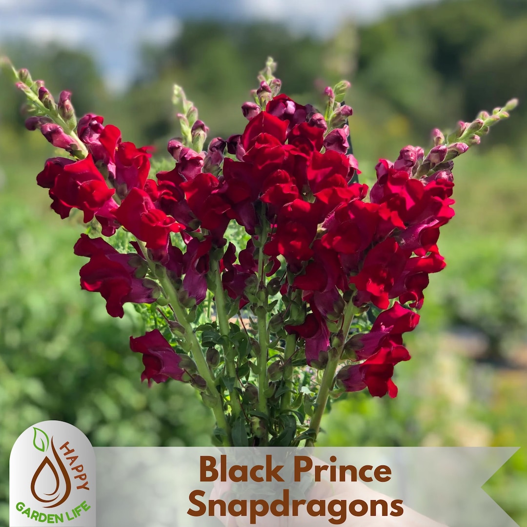 15+ Seeds| Black Prince Snapdragons Seeds - Cold Resistant -attracts ...