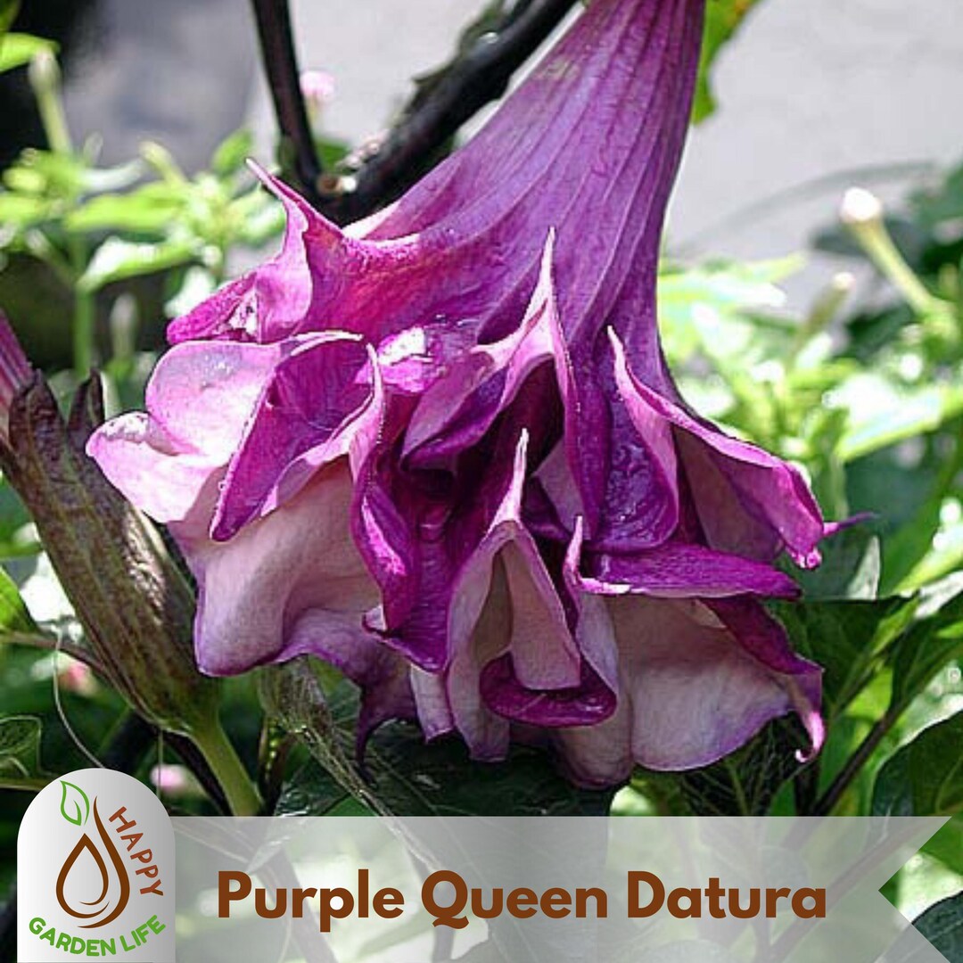 13 Seeds| Purple Queen Trumpet Seeds - Flowering - Cold Sensitive ...