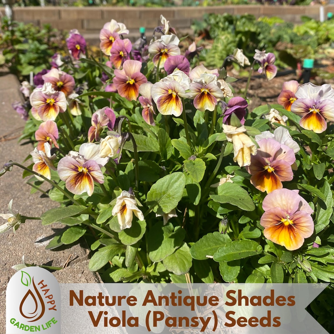 15+ Seeds| Nature Antique Shades Viola (pansy) Seeds - Open-pollinating ...