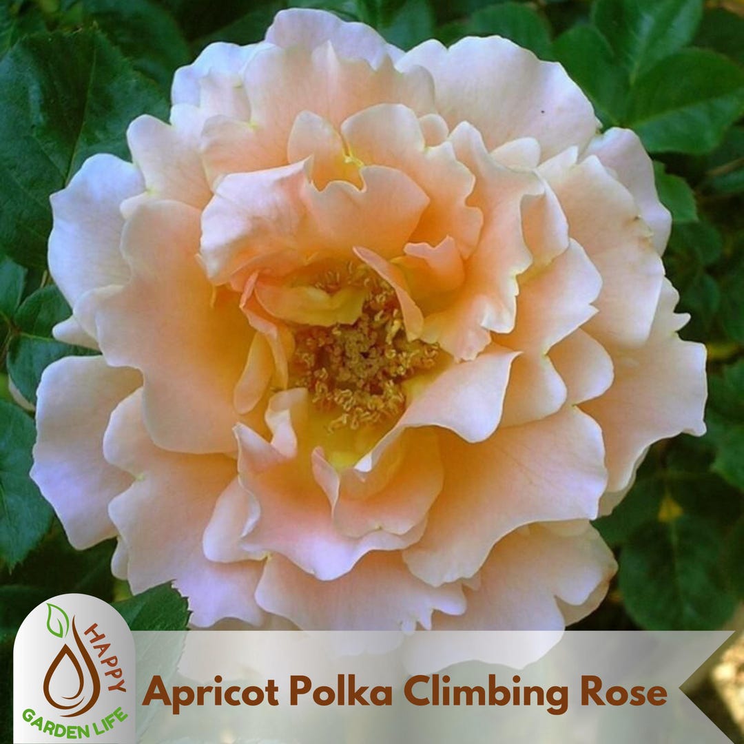15+ Seeds| Apricot Polka Climbing Rose Seeds - Rosa - Cold Resistant ...