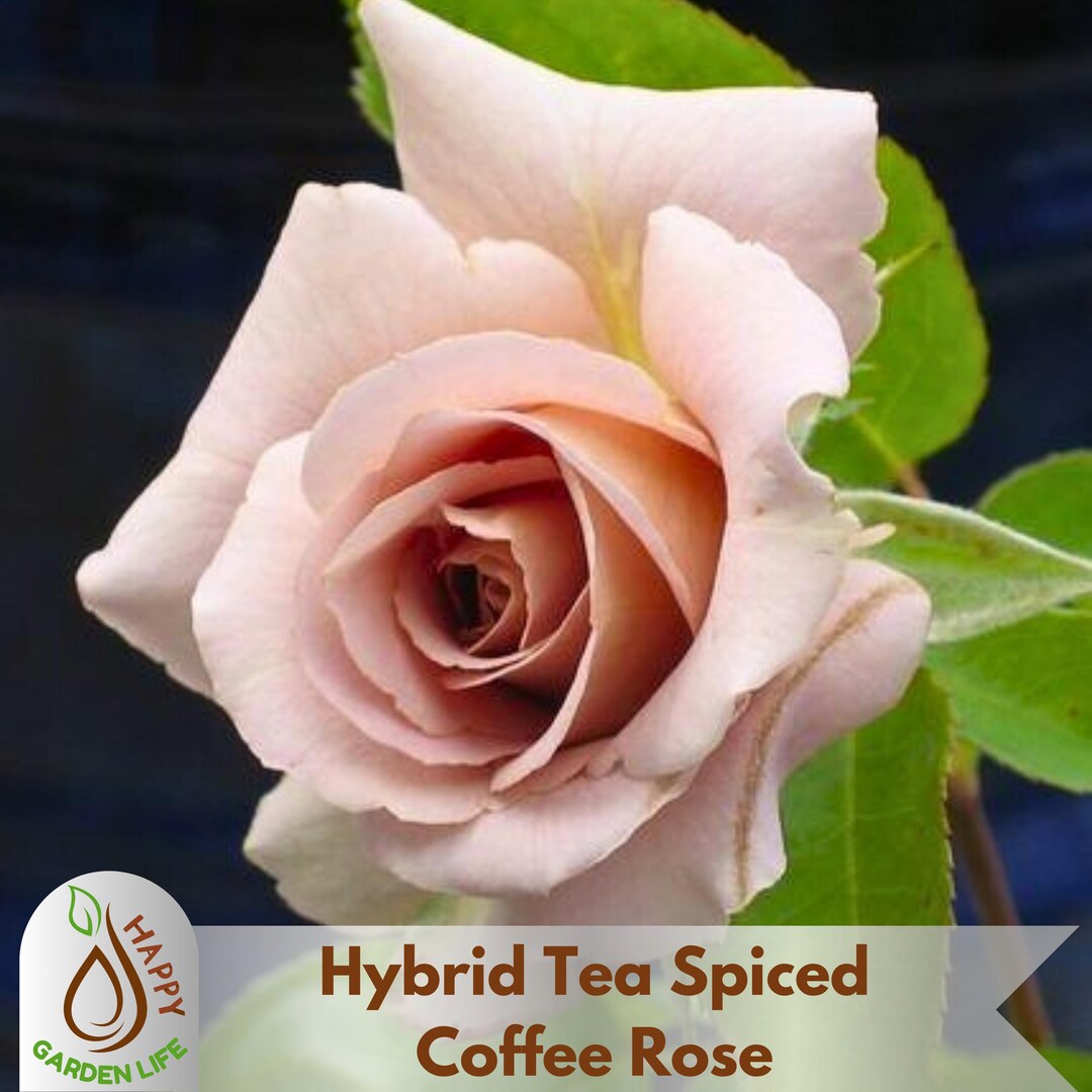 15+ Seeds| Hybrid Tea Spiced Coffee Rose Seeds - Flower Garden - Cold ...