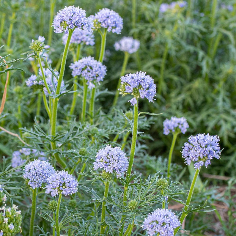 Blue Globe Gilia Seeds - Blue Thimble Flower - Gilia Capitata - Annual ...