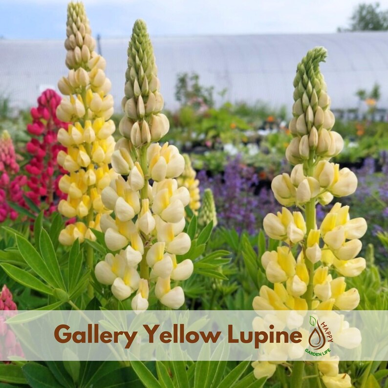 Gallery Yellow Lupine Seeds - Lupinus Polyphyllus 'gallery Yellow ...