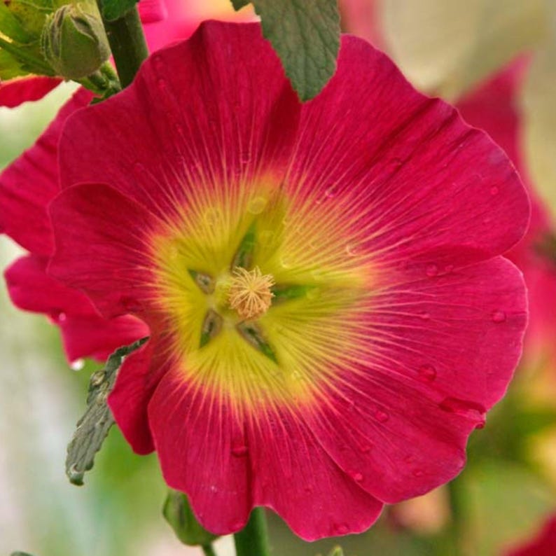 Halo Red Hollyhock Seeds - Alcea Rosea Cottage Garden Flower Seeds ...