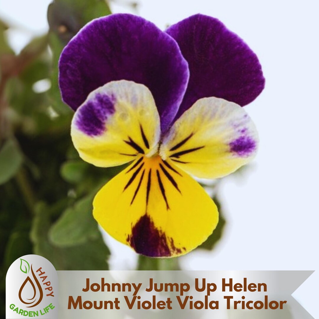 15+ Seeds| Johnny Jump up Helen Mount Violet Viola Tricolor Seeds ...