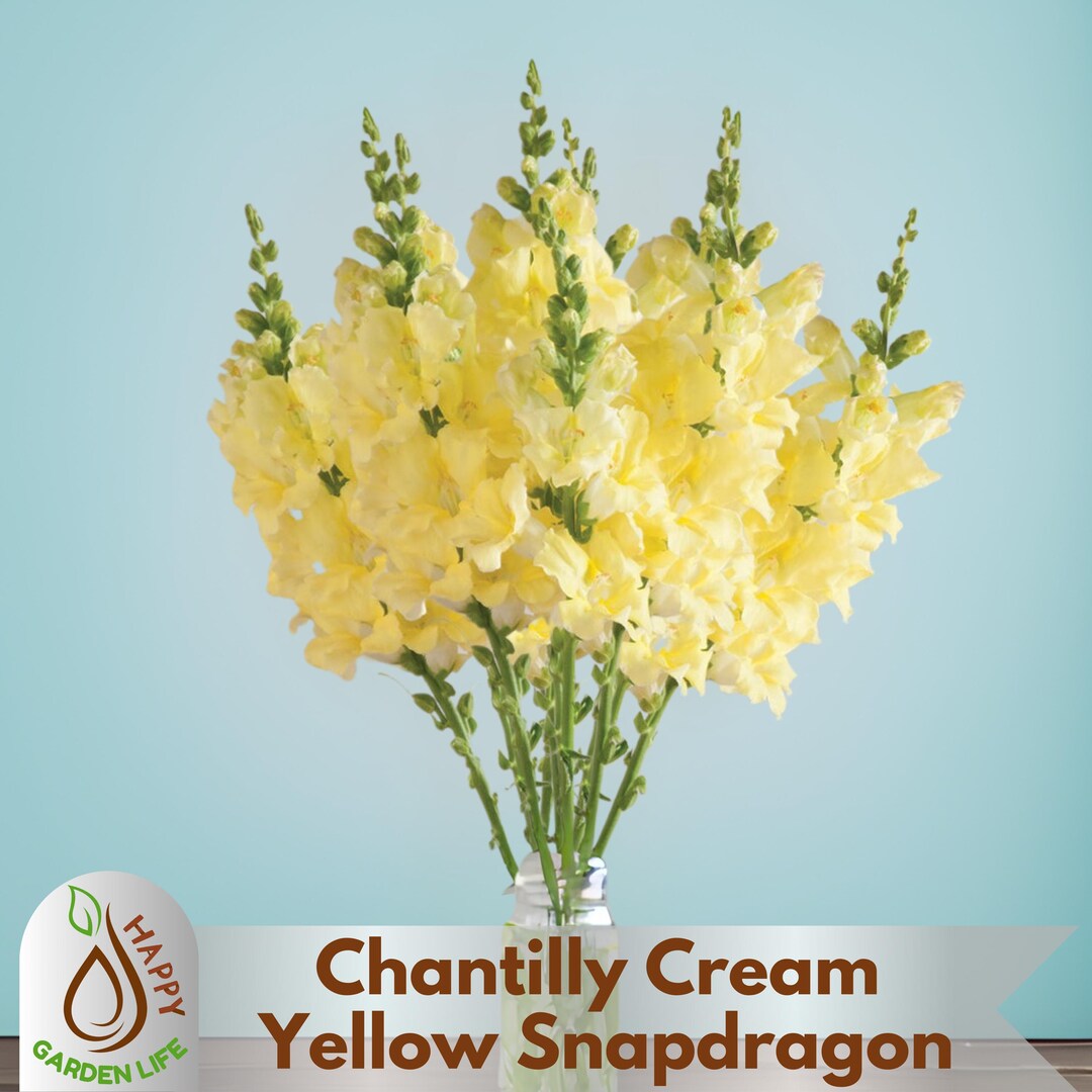 15+ Seeds| Chantilly Cream Yellow Snapdragon Seeds - Attracts ...