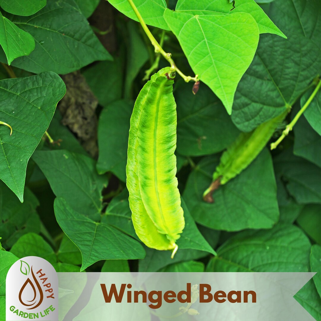 5+ Seeds| Winged Bean Seeds – Four-angled Bean – Fast Growing ...