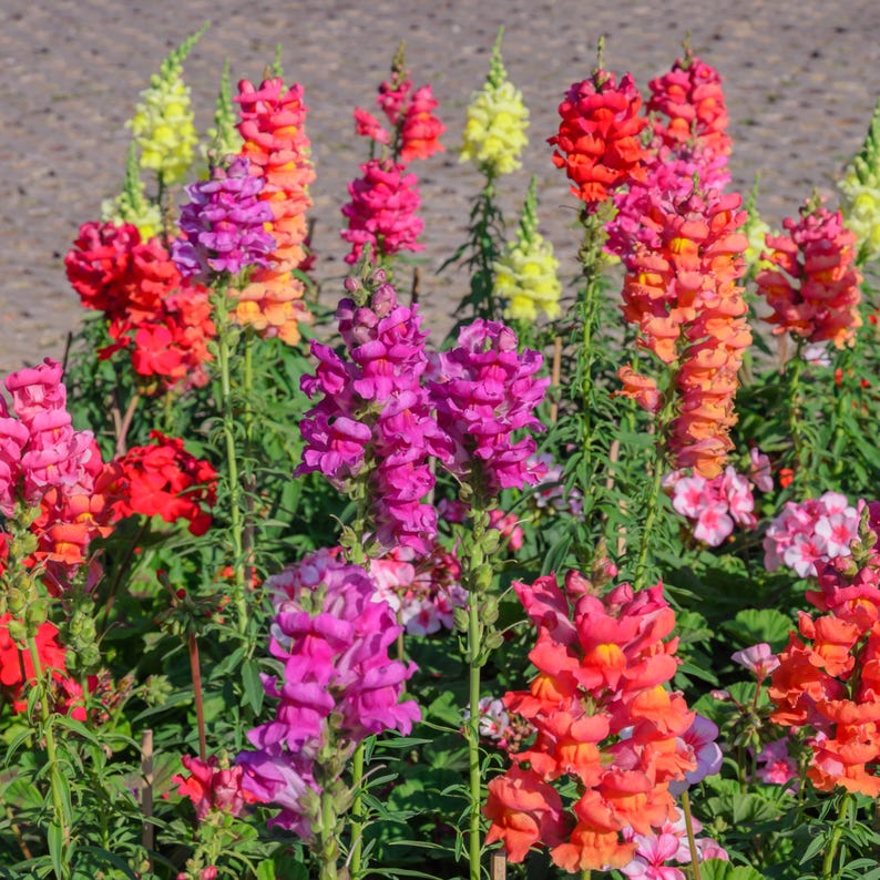 Mix Snapdragon Maximum Seeds - Cold Resistant -attracts Pollinators ...