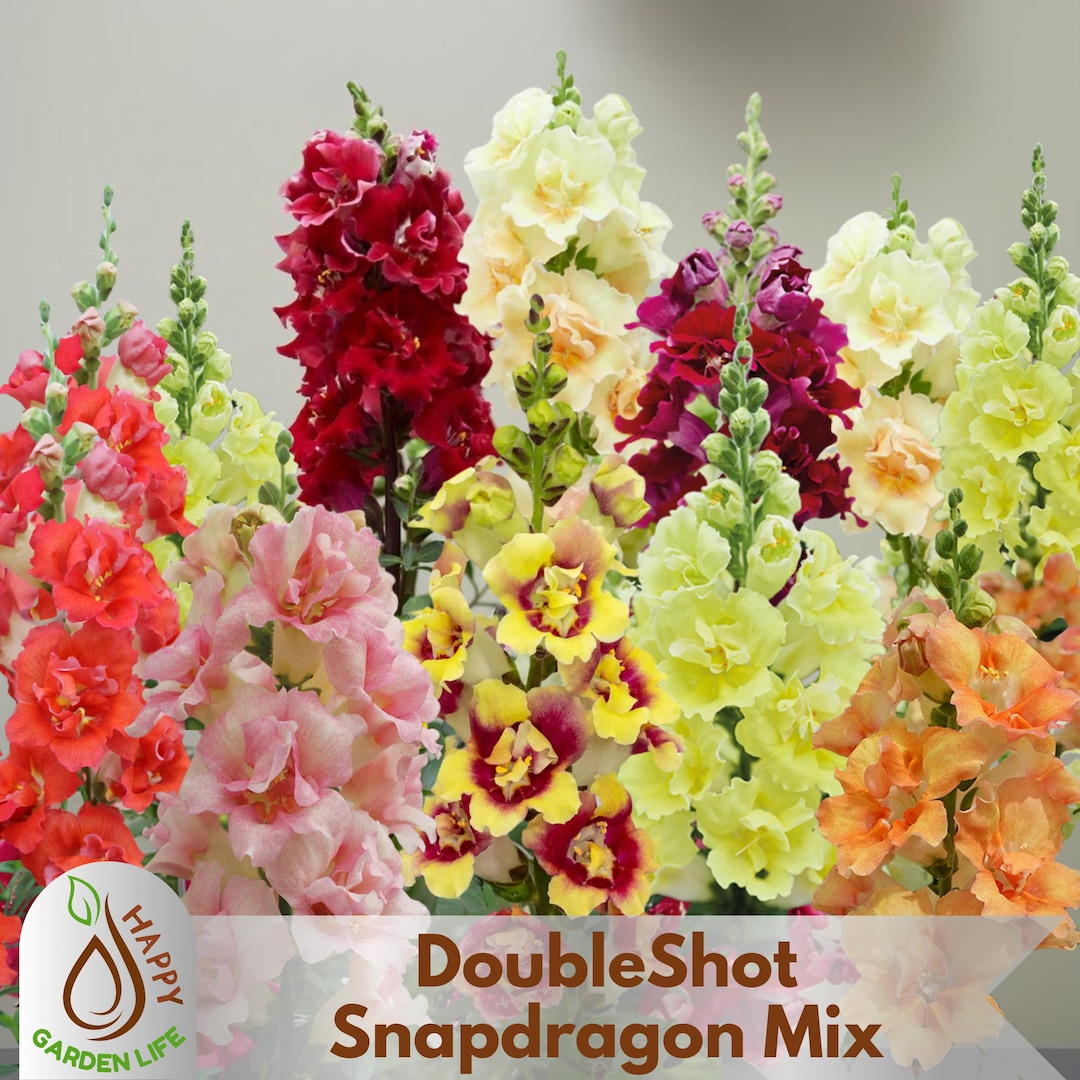 15+ Seeds| Doubleshot Snapdragon Mix Seeds - Attracts Pollinators -open ...