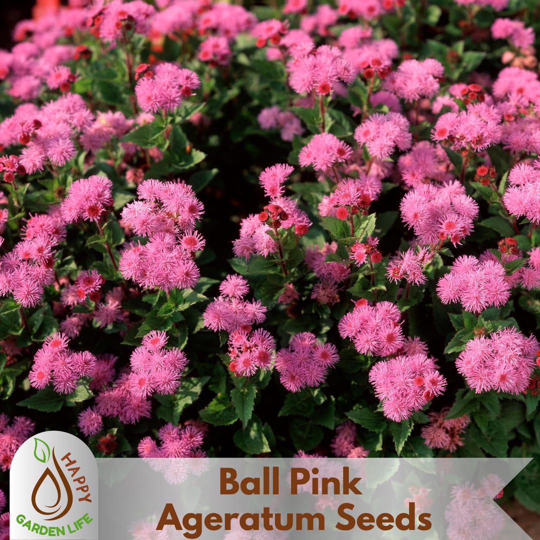 15+ Seeds| Ball Pink Ageratum Seeds - Fast Growing - Attracts ...