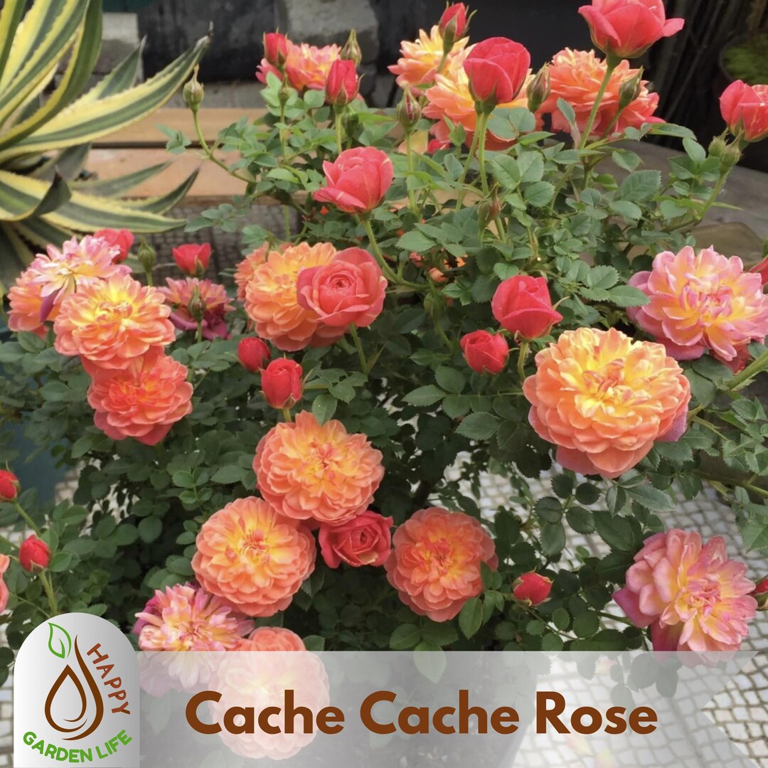15+ Seeds| Cache Cache Rose Seeds - Flower Garden - Cold Resistant ...