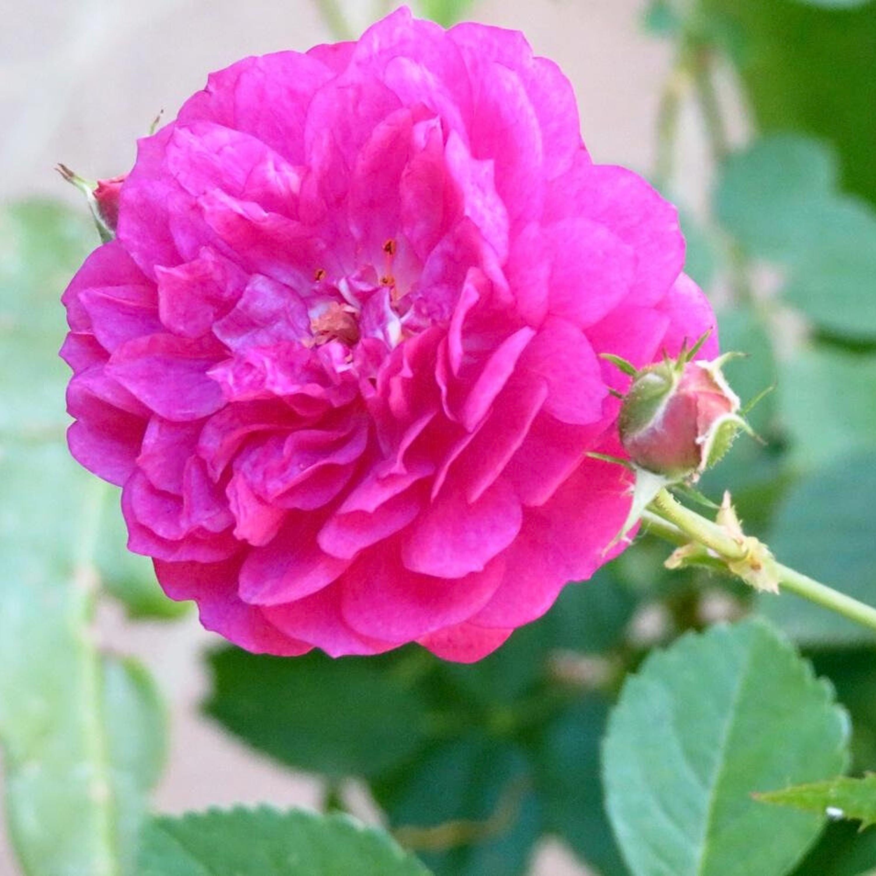 15+ Seeds| Sweet Chariot Rose Seeds - Flower Garden - Cold Resistant ...