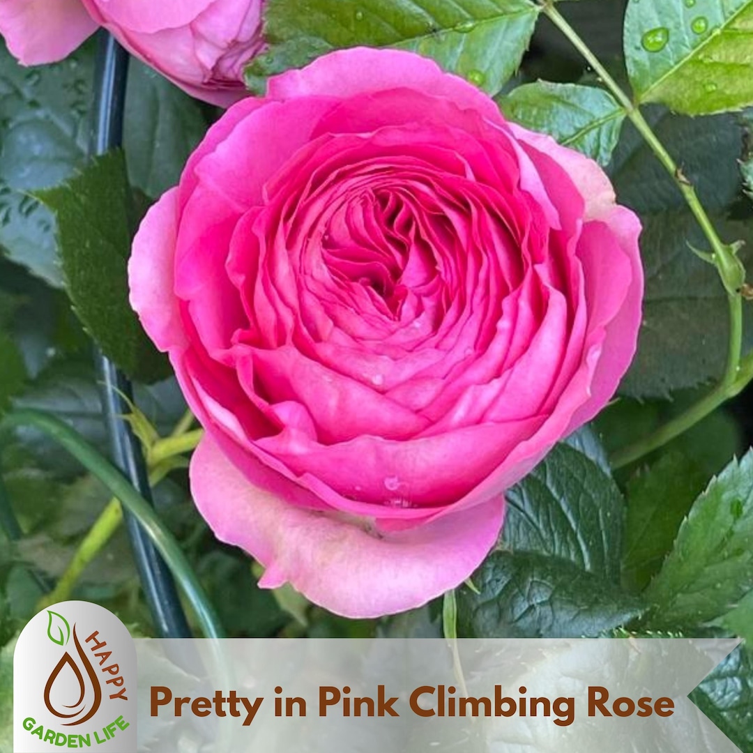 15+ Seeds| Pretty in Pink Climbing Rose Seeds - Flower - Cold Resistant ...