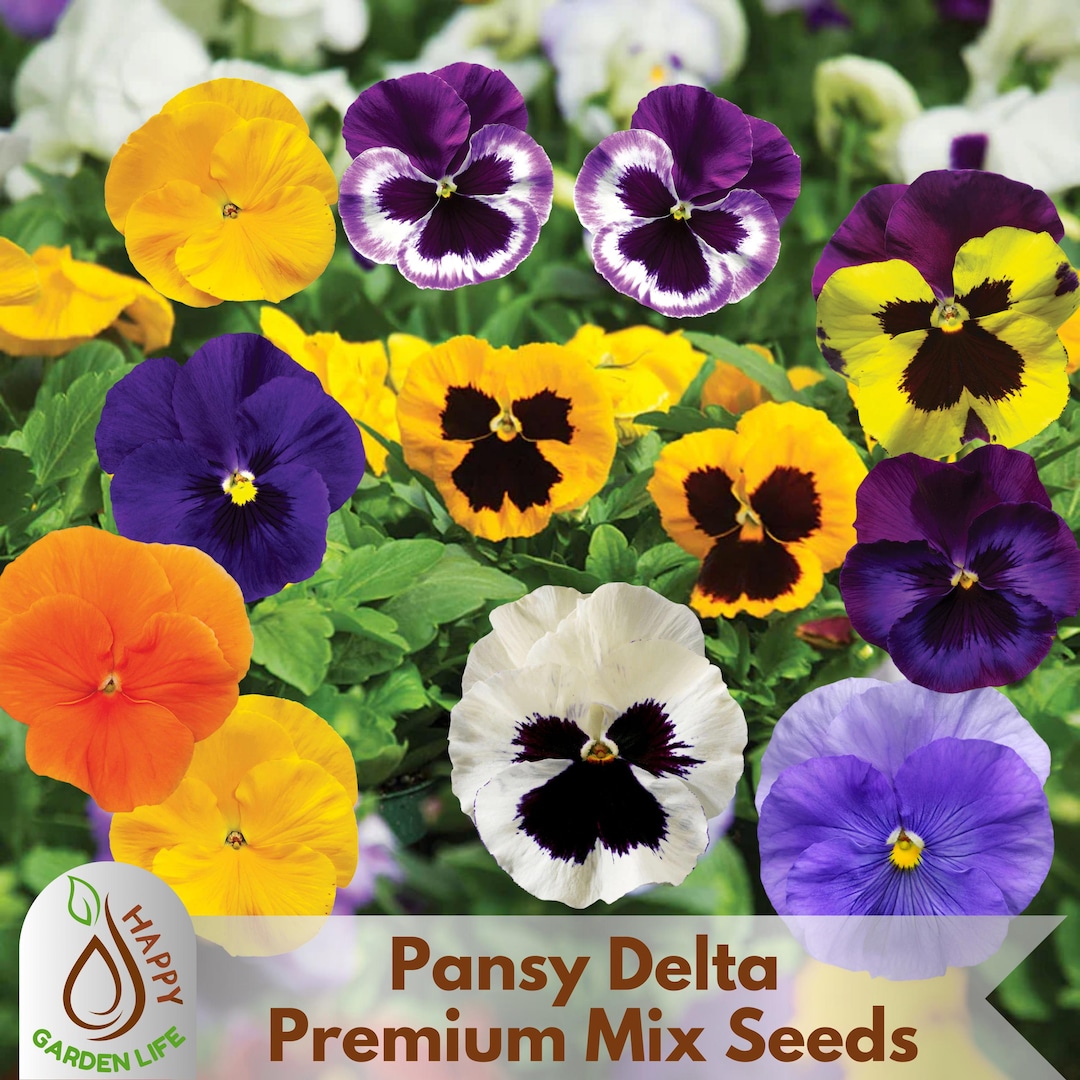 15+ Seeds| Pansy Delta Premium Mix Seeds -self-pollinating -cold ...