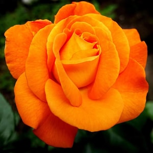 15+ Seeds| Orange Hybrid Tea Rose Seeds - Flower Garden - Cold ...