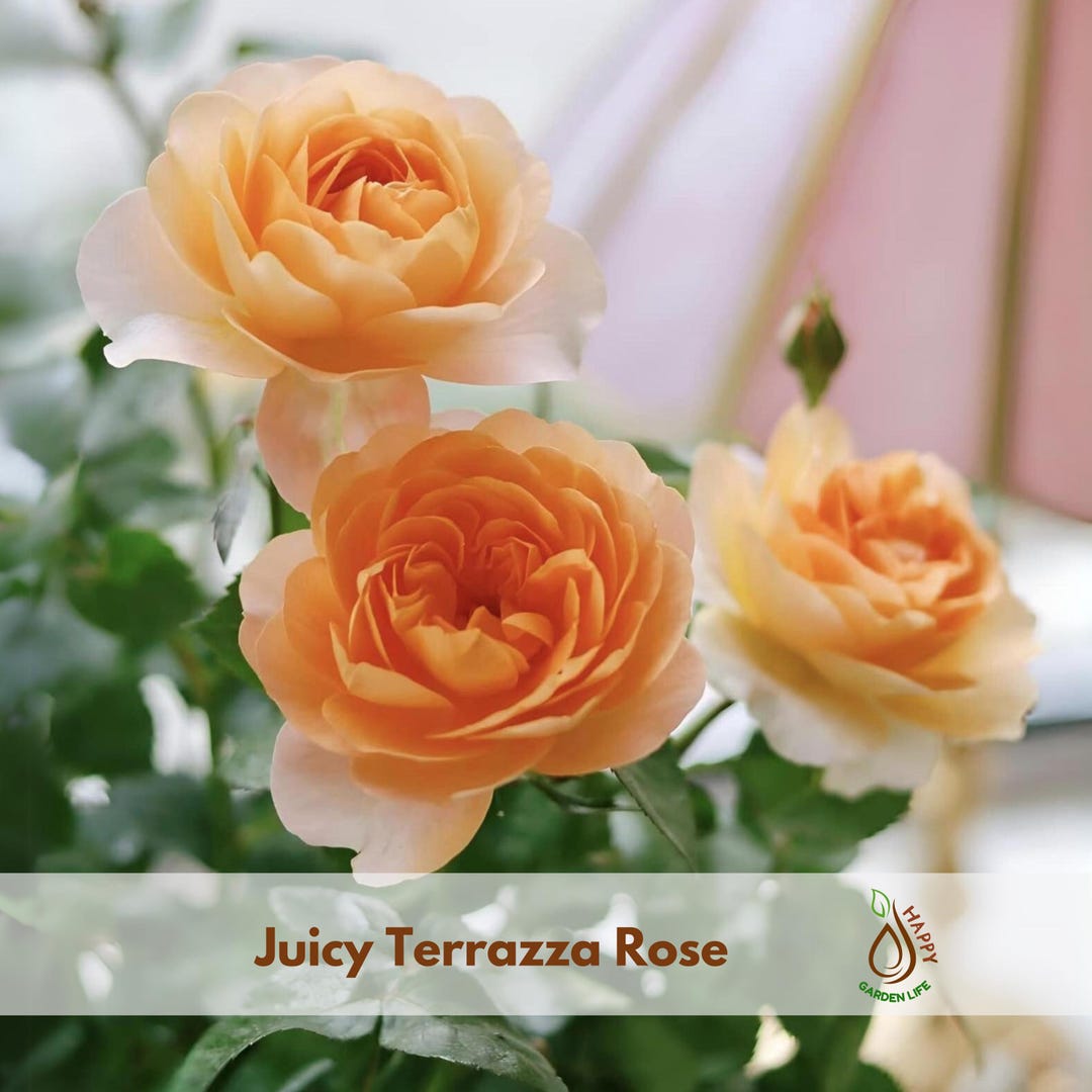 15+ Seeds| Juicy Terrazza Rose Seeds - Flower Garden - Cold Resistant ...