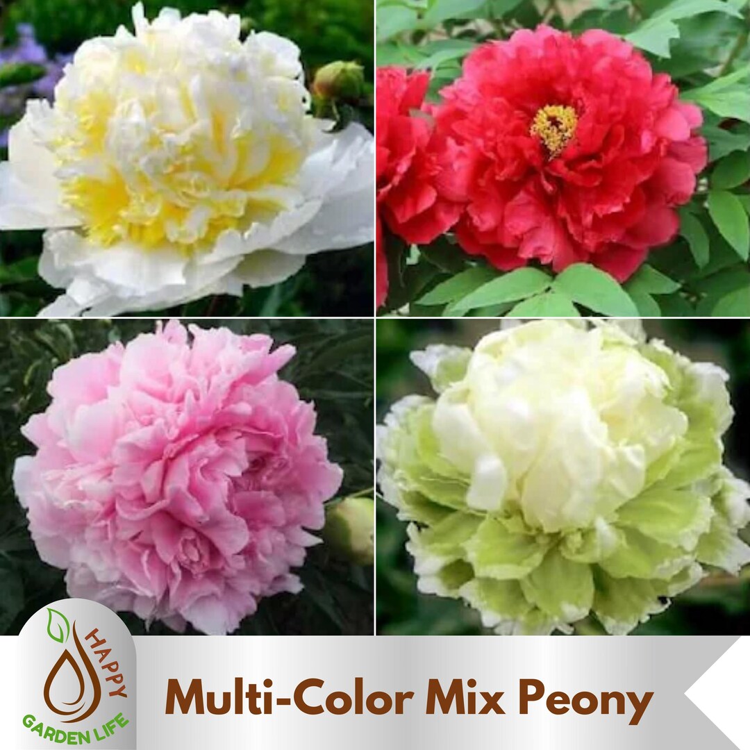 5+ Seeds| Multi-color MIX Peony Seeds - Flowering – Peony Garden ...