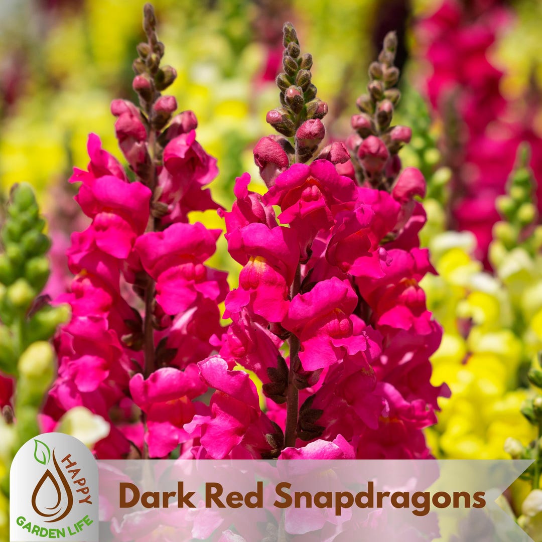 15+ Seeds| Dark Red Snapdragons Seeds - Potted- Attracts Pollinators ...