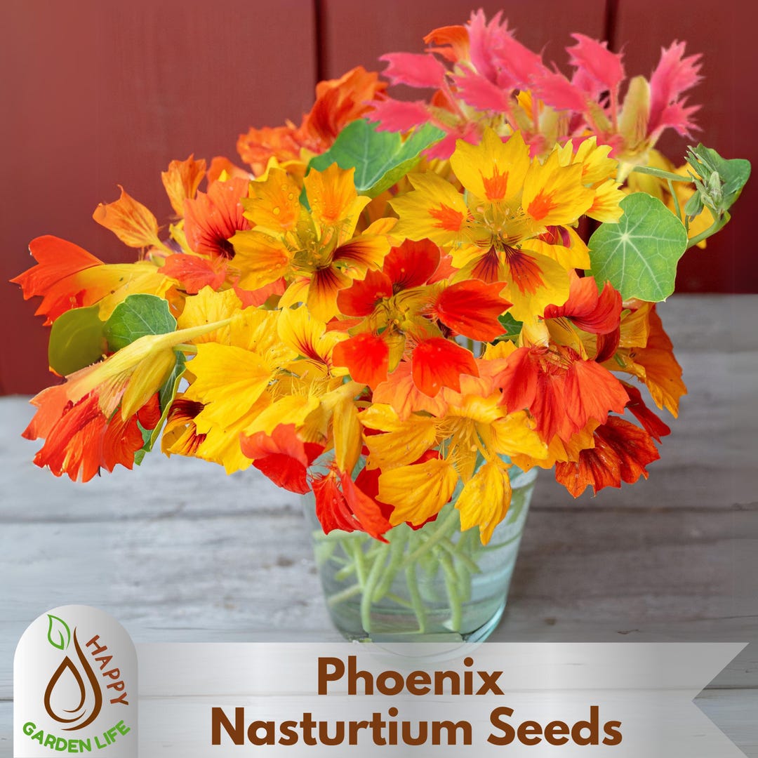 5+ Seeds| Phoenix Nasturtium Seeds - Fast Growing - Open-pollinating ...