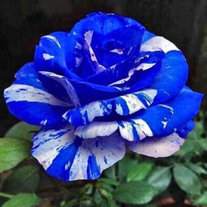 15+ Seeds| Blue Dragon Rose Seeds - Flower Garden - Cold Resistant ...