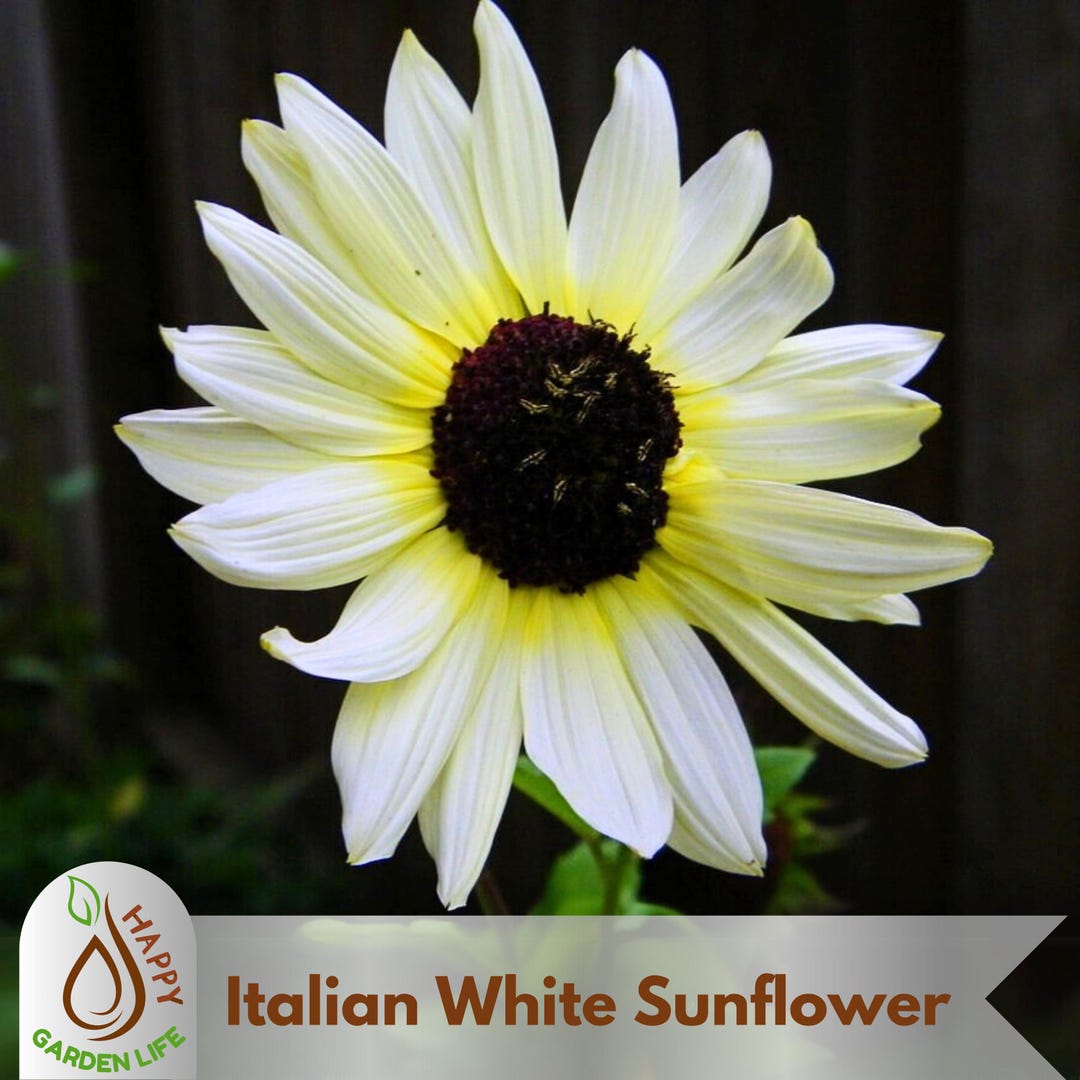 13+ Seeds| Italian White Sunflowers Seeds - Cold Resistant - Clumping ...
