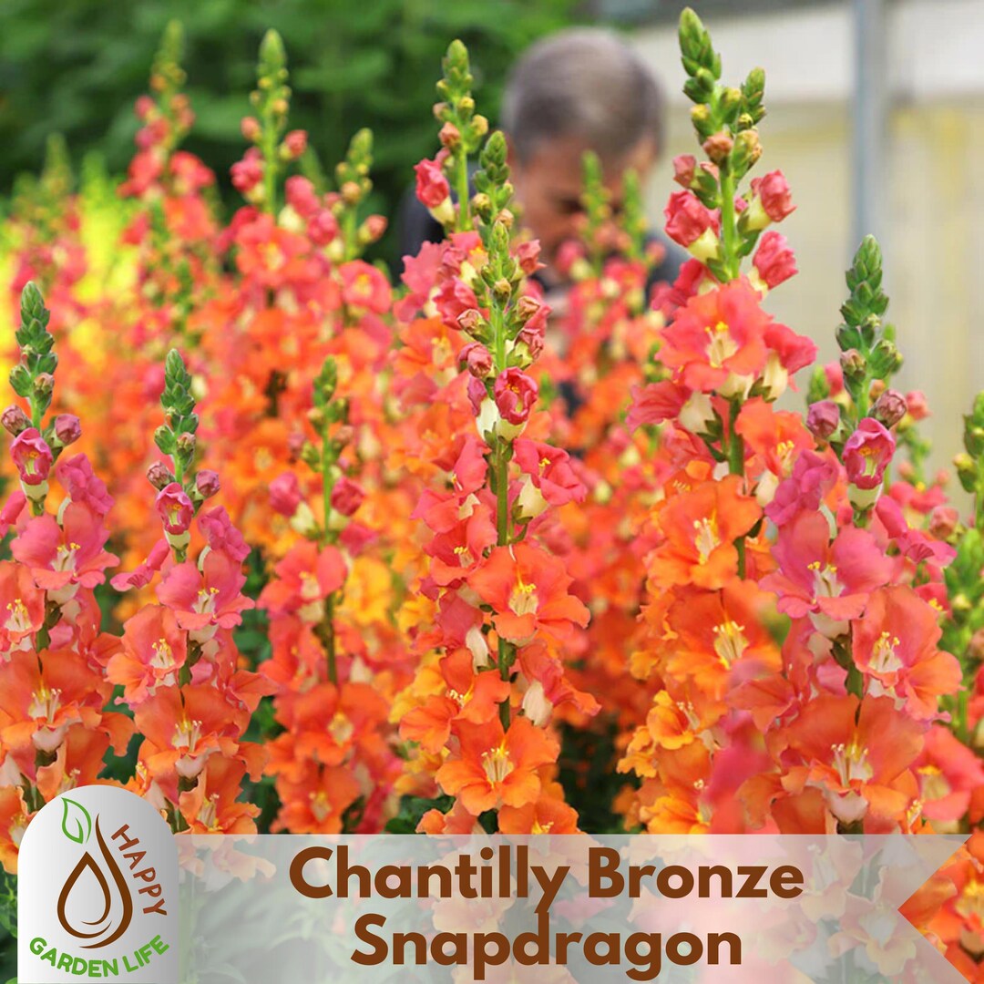 15+ Seeds| Chantilly Bronze Snapdragon Seeds - Potted- Cold Resistant ...