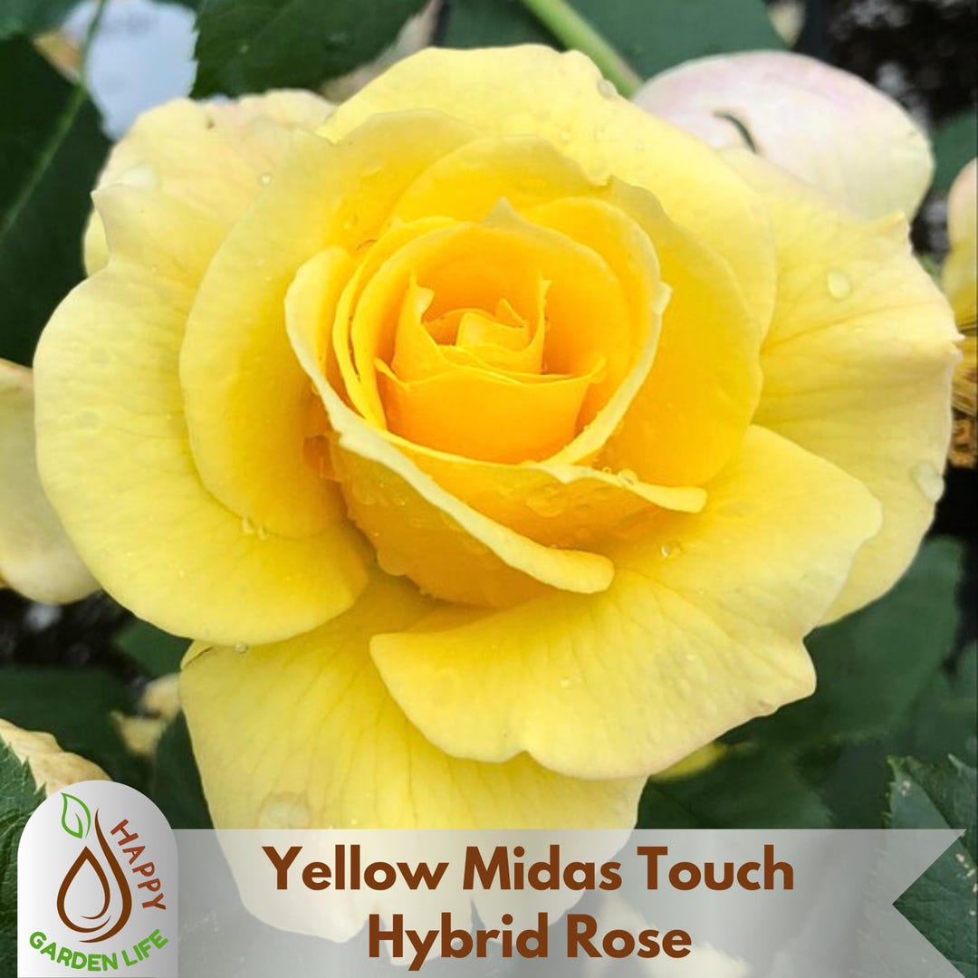 15+ Seeds| Yellow Midas Touch Hybrid Rose Seeds - Flower- Cold ...
