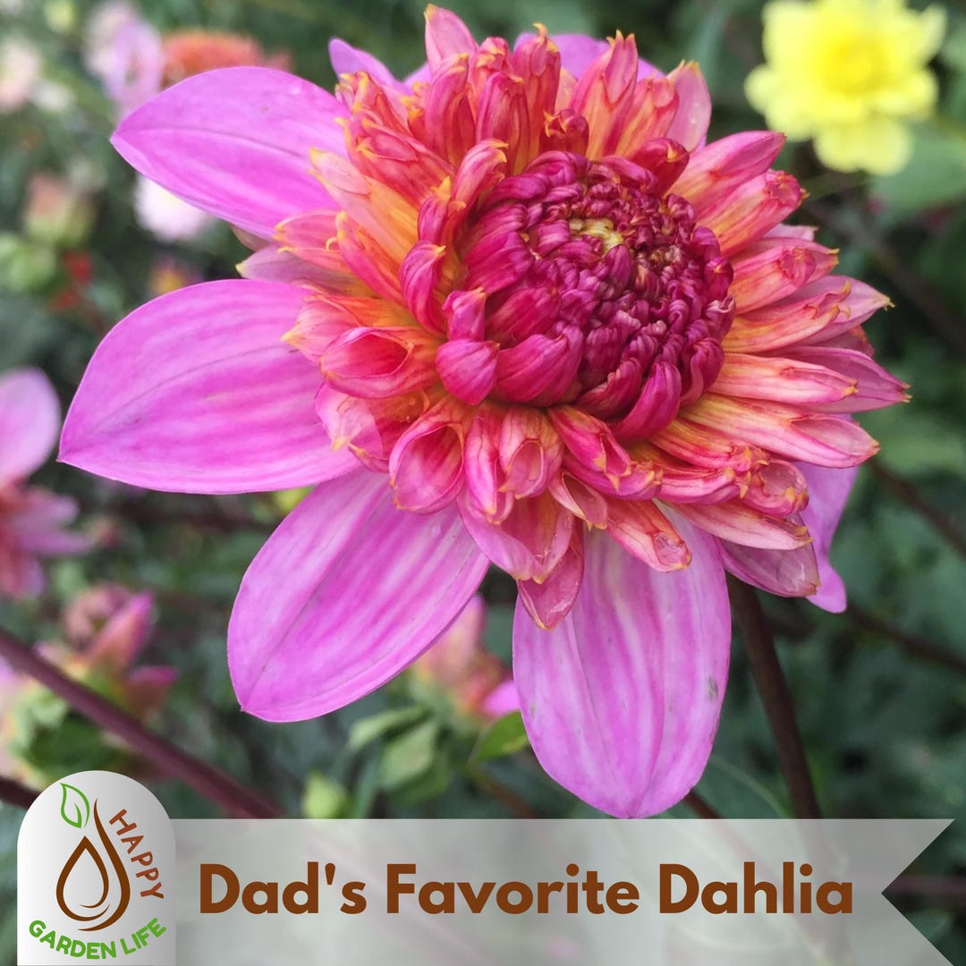 20+ Seeds| Dad's Favorite Dahlia Seeds - Perennial - Flowering - Hybrid ...