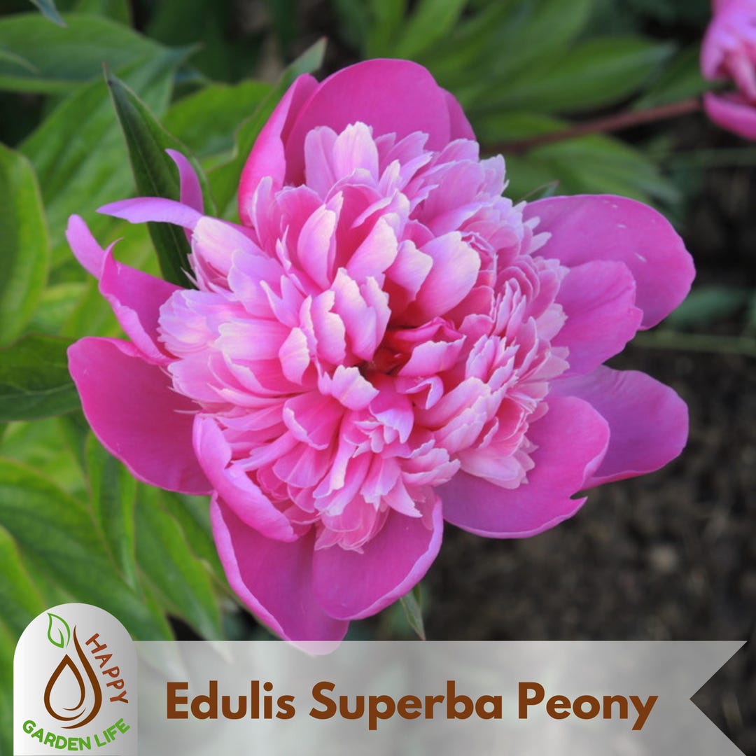 5+ Seeds| Edulis Superba Peony Seeds - Peony Flower – Peony Garden ...