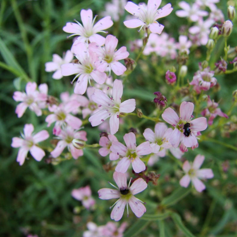 Light Pink Annual Baby’s Breath Seeds – Gypsophila Elegans – Soft Pink ...