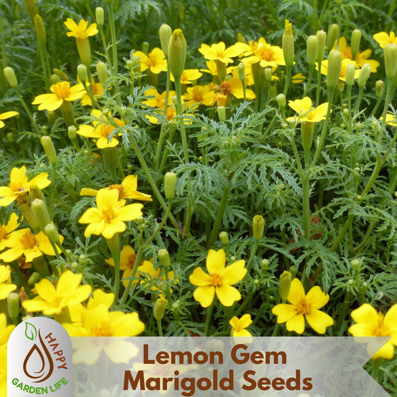 15+ Seeds| Lemon Gem Marigold Seeds - Edible -open-pollinating - Potted ...