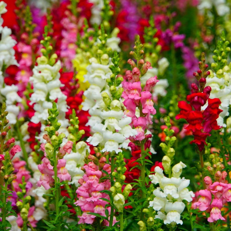 Mix Snapdragon Maximum Seeds - Cold Resistant -attracts Pollinators ...