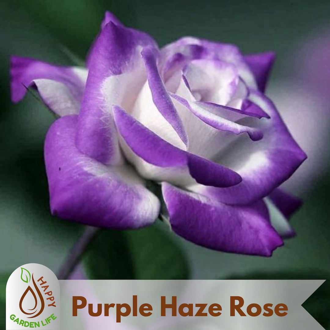 15+ Seeds| Purple Haze Rose Seeds - Flower Garden - Cold Resistant ...