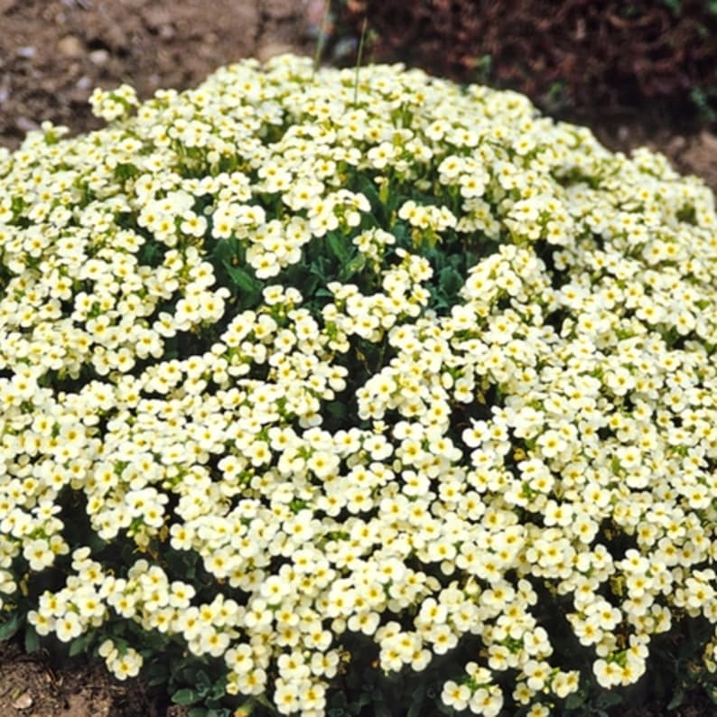 Arabis Mix Seeds - Colorful Rock Cress Ground Cover, Pink White Alpine ...