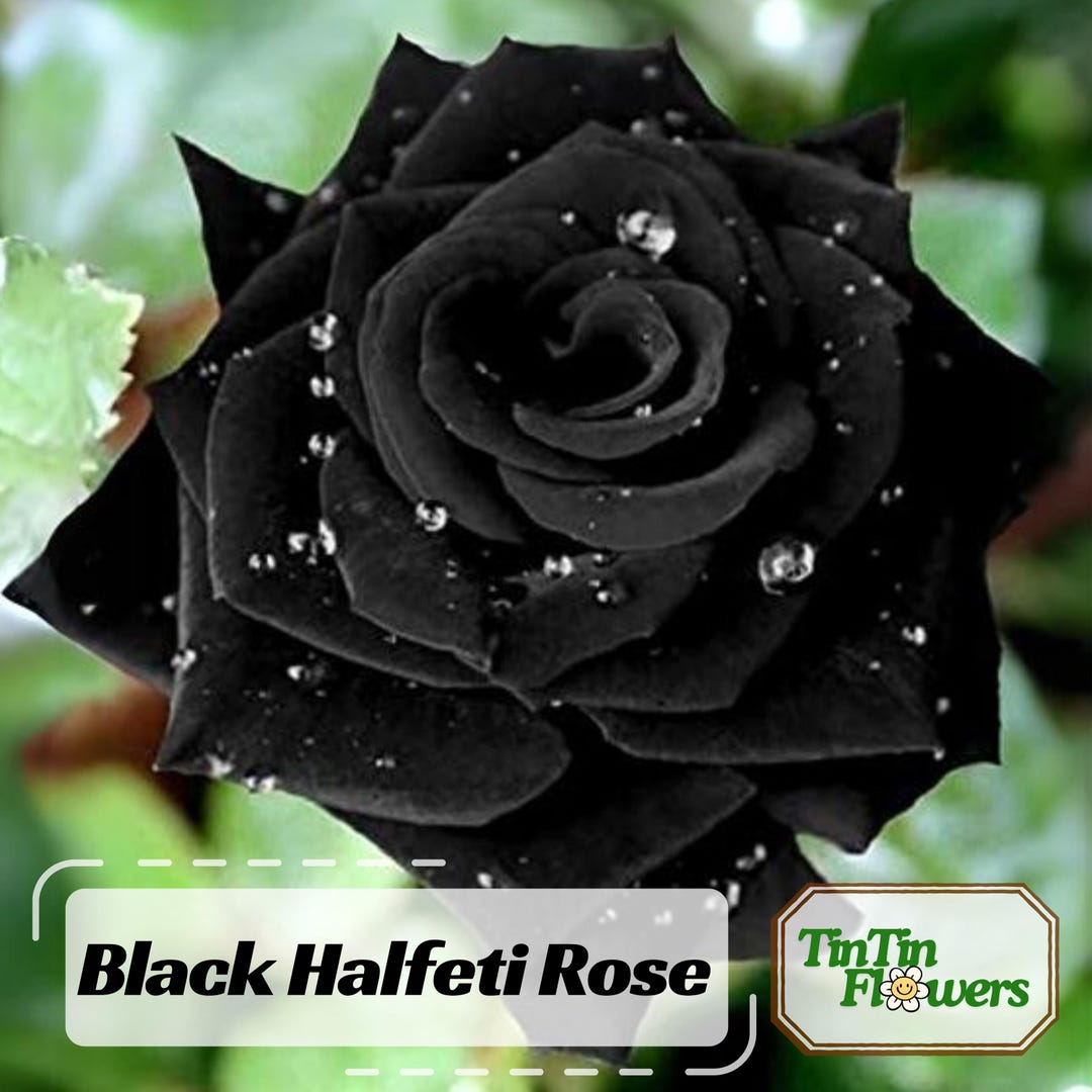 15+ Seeds| Black Halfeti Perennial Rose Seeds - Flower - Cold Resistant ...