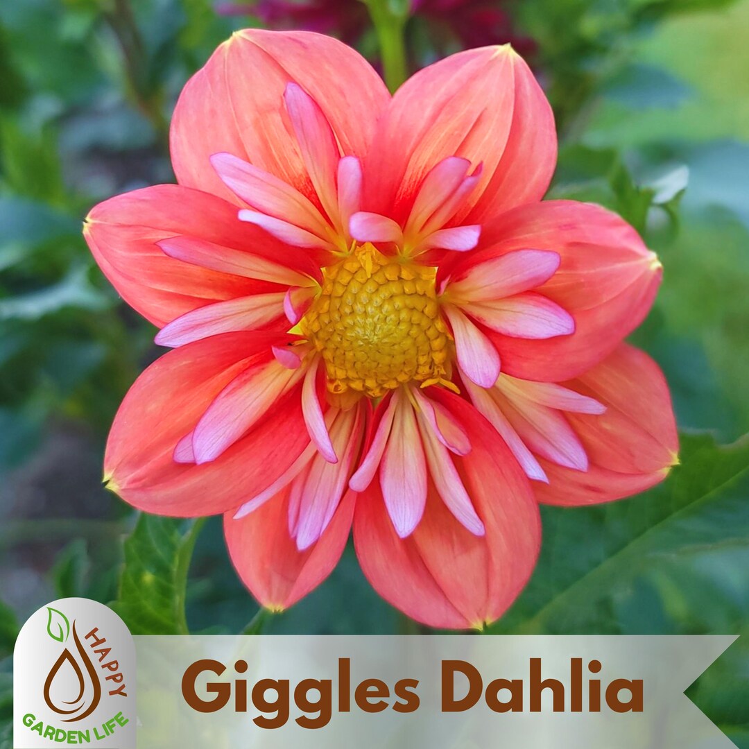20+ Seeds| Giggles Dahlia Seeds - Perennial - Flowering - Hybrid - Open ...