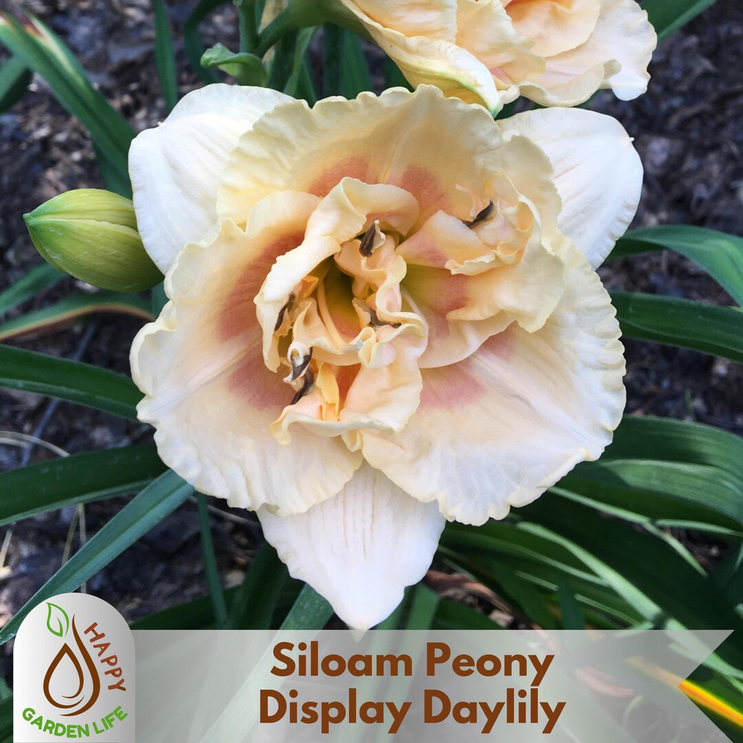 5+ Seeds| Siloam Peony Display Reblooming Daylily Seeds - Peony Flower ...