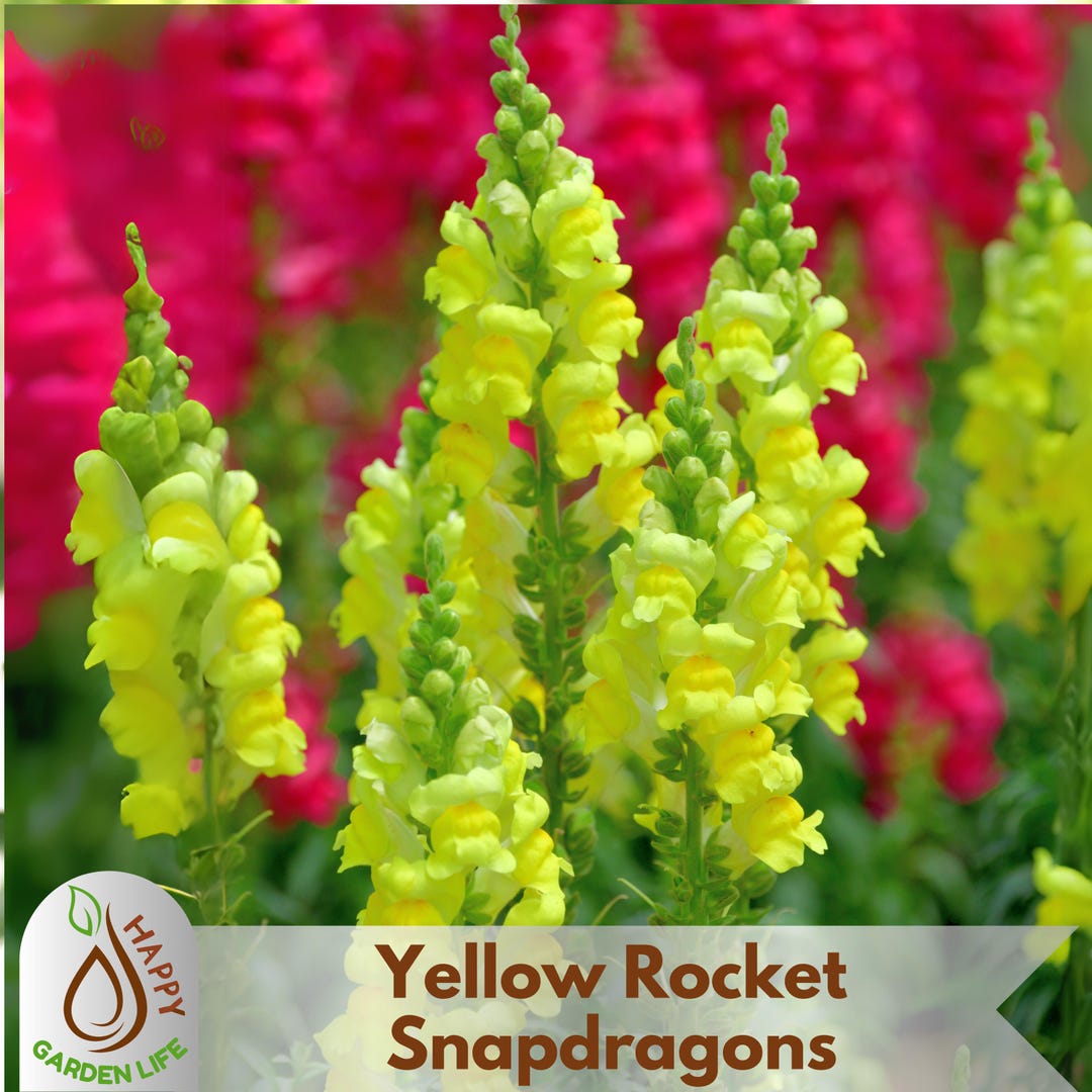 15+ Seeds| Yellow Rocket Snapdragons Seeds - Cold Resistant -attracts ...