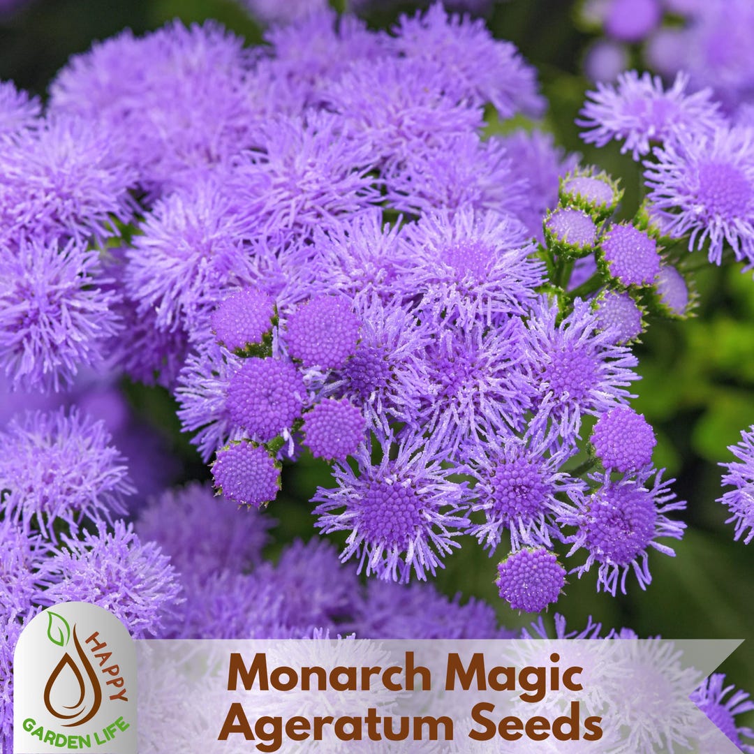 15+ Seeds| Monarch Magic Ageratum Seeds - Fast Growing - Attracts ...