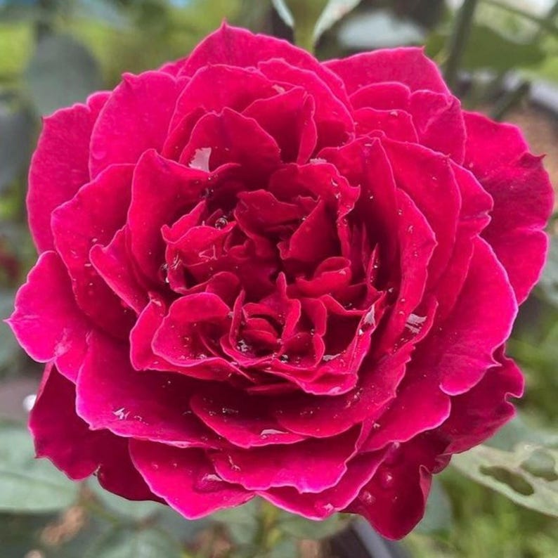 15+ Seeds| Odysseia Rose Seeds - Flower Garden - Rosa - Cold Resistant ...